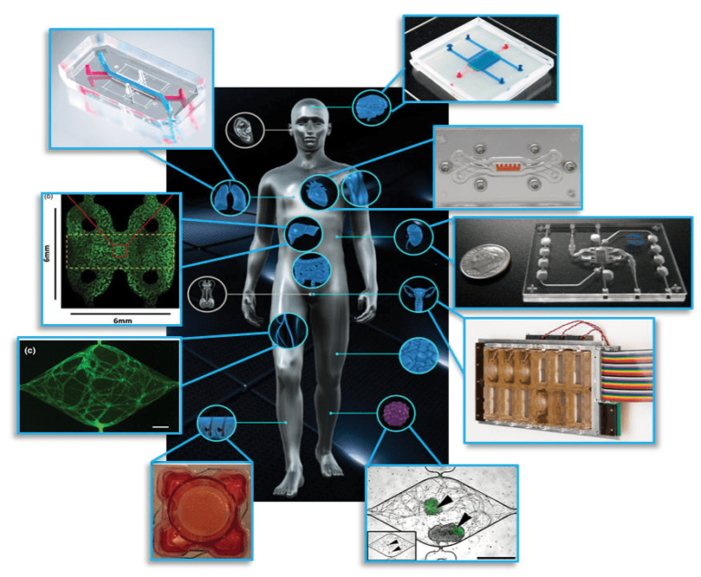Organ on Chips: Questions to Address Before They Can Move Into ...