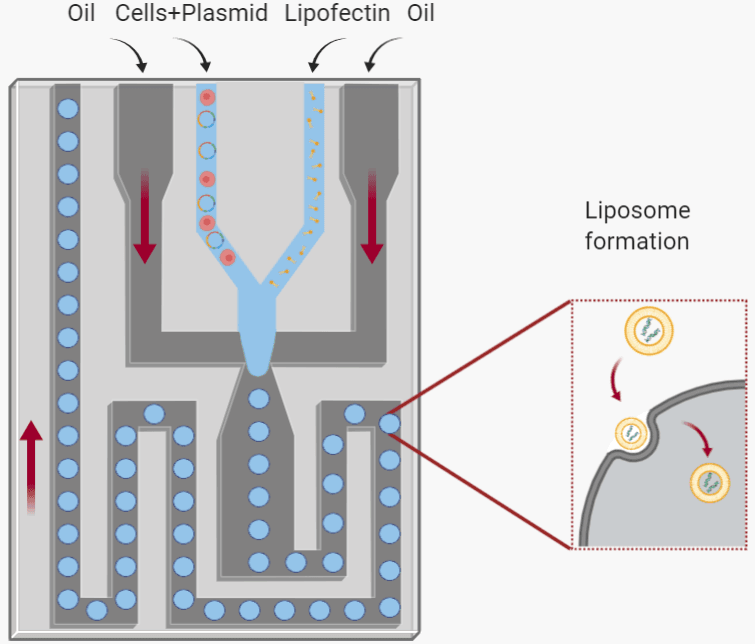 Gene Delivery on-a-chip Using Microfluidics | uFluidix