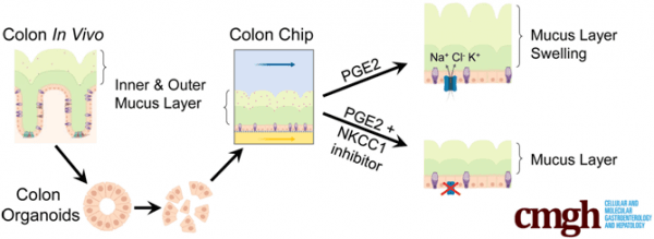 Human colon-on-a-chip unveils the physiology of the mucus layer
