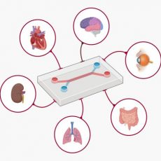 Heart on a chip- Review of Recent Microfluidics Research - uFluidix