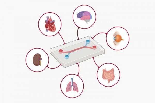 Organ-on-a-Chip | Microfluidics Applications | uFluidix