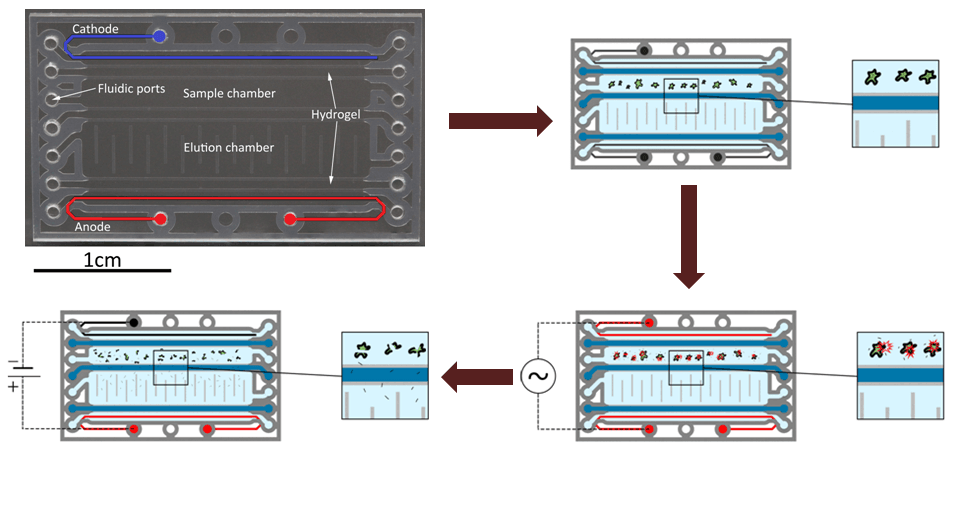 Lab On A Chip For Rapid Mirna Extraction Ufluidix