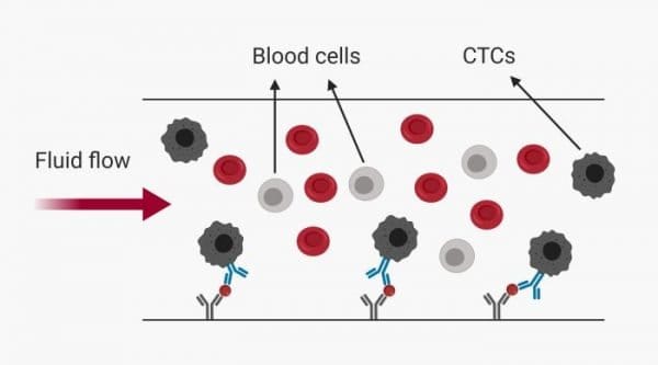 Circulating tumor cells capture using microfluidic chips - uFluidix
