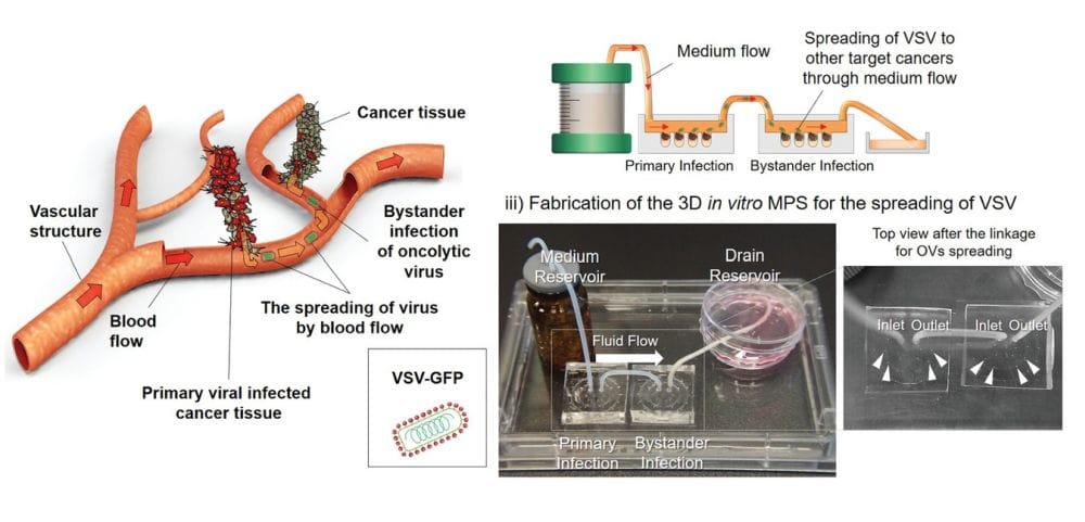 Microphysiological System Improves Oncolytic Virus Therapy