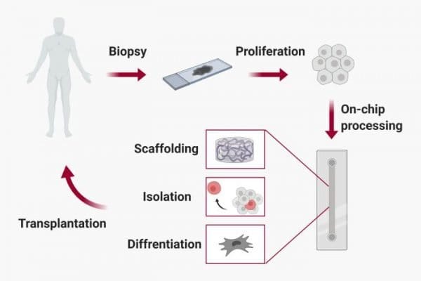 Microfluidic chips for regenerative medicine - uFluidix