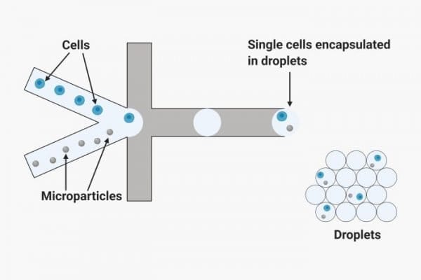 Microfluidic Chips for Single-cell Analysis and Isolation | uFluidix