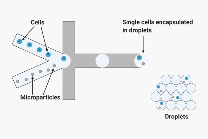 Microfluidic Chips for Single-cell Analysis and Isolation | uFluidix Microfluidic Chips for Single-cell Analysis and Isolation | uFluidix