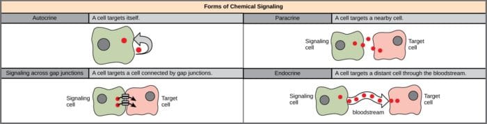 Microfluidics technology for research on dynamics of paracrine signaling | uFluidix