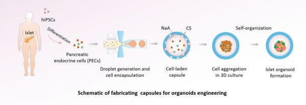A droplet microfluidic platform for stem cell organoid engineering