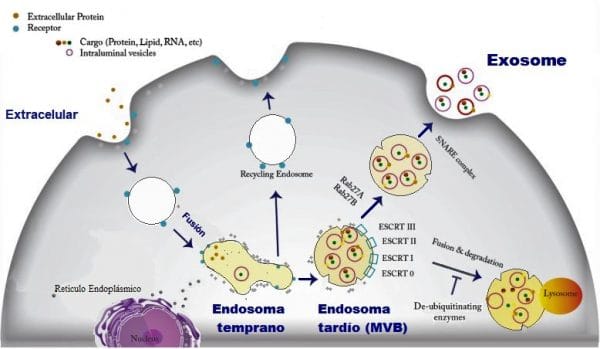 Microfluidic Chips for Exosome Research | uFluidix