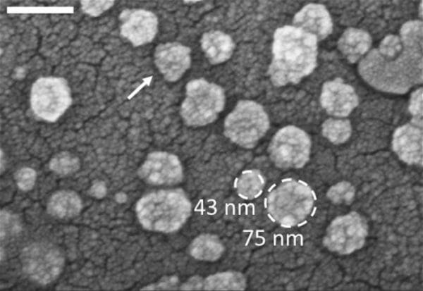 Microfluidic Chips for Exosome Research | uFluidix