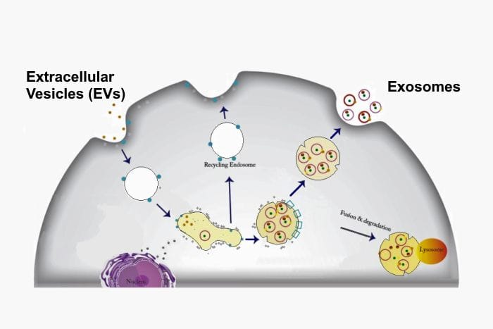 Microfluidic Chips for Exosome Research | uFluidix