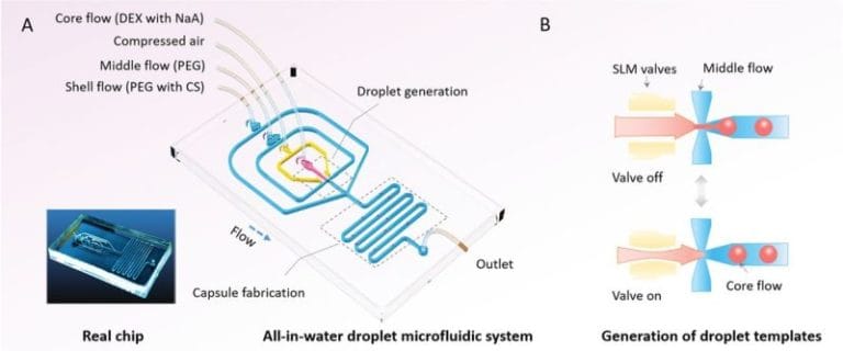 A droplet microfluidic platform for stem cell organoid engineering