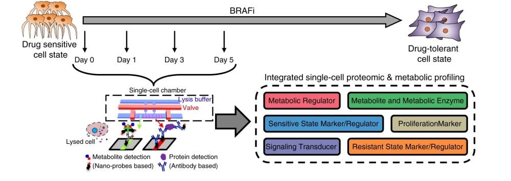 Microfluidic single-cell barcode chip (SCBC) | uFluidix Microfluidic single-cell barcode chip (SCBC) | uFluidix