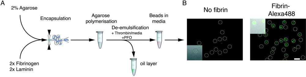 Microfluidic platform enables live imaging and retrieval of single ...
