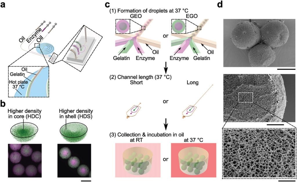 Droplet microfluidic for generation of inhomogeneous microgels - uFluidix
