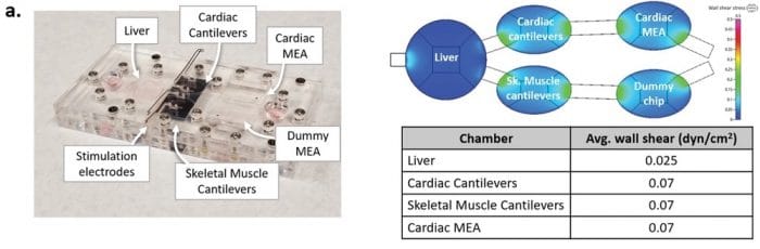 A Multiorgan Human-on-a-Chip Mimicking the Immune System