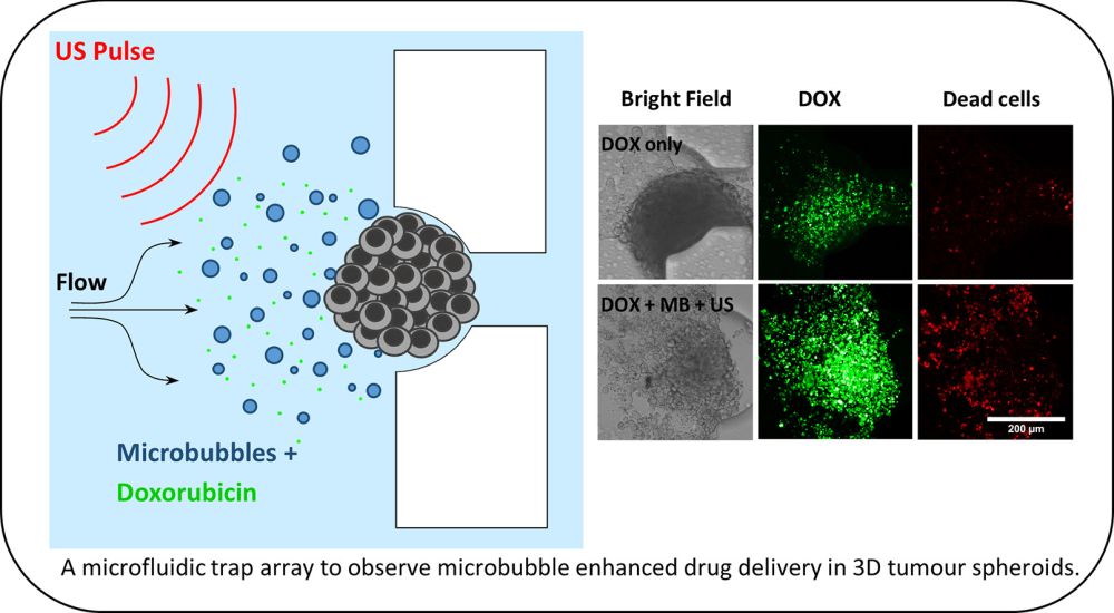 Researchers use microfluidic technology for observing microbubble