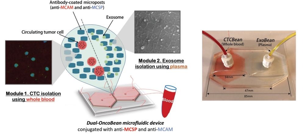 Dual Isolation of CTCs and Cancer-derived Exosomes | uFluidix