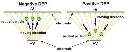 Dielectrophoresis On a Chip - uFluidix