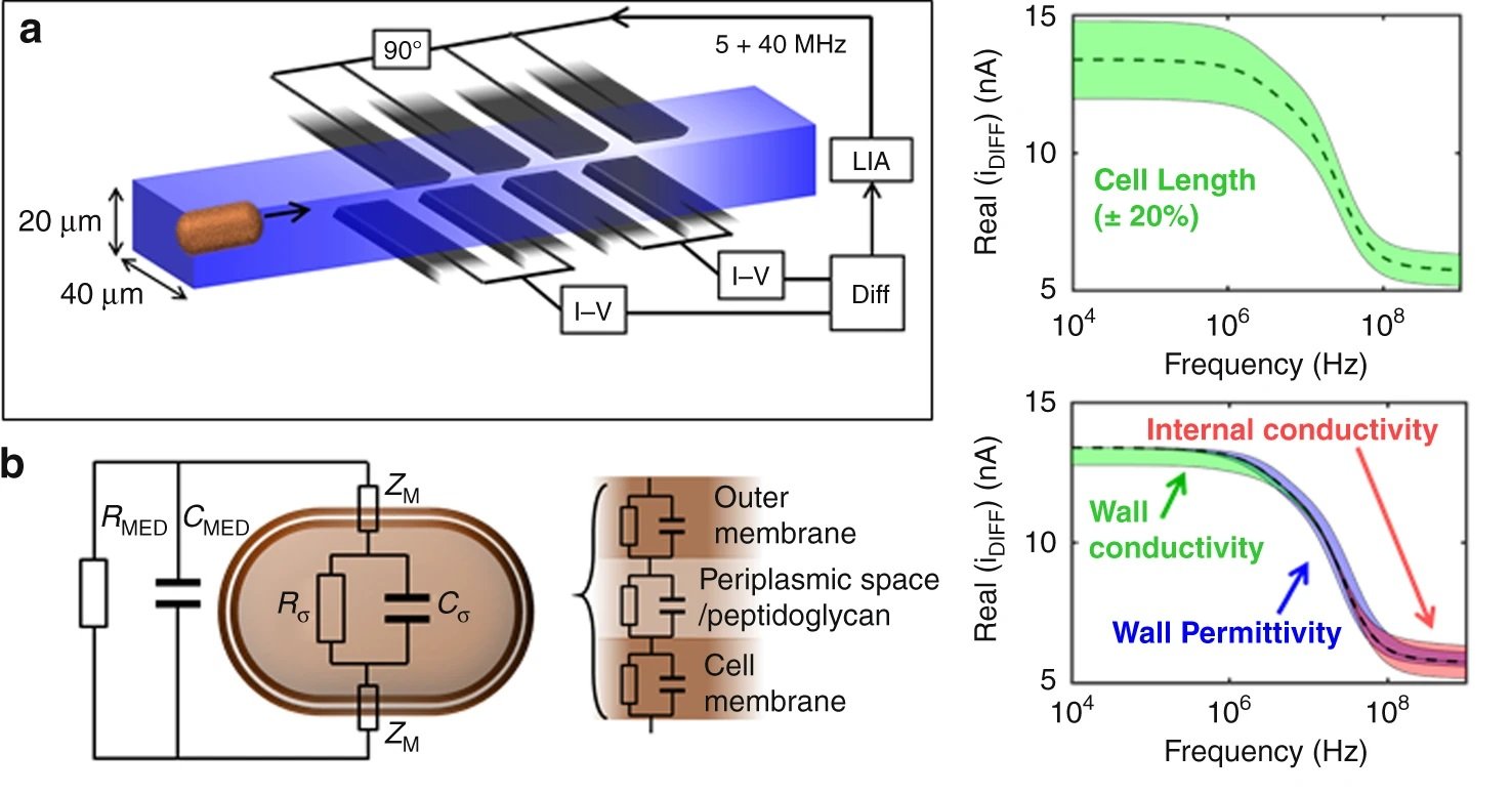 Microfluidic Platform for Rapid Antibiotic Susceptibility Tests