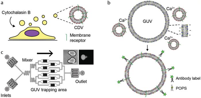 Microfluidic Reconstitution of Membrane Proteins | uFluidix