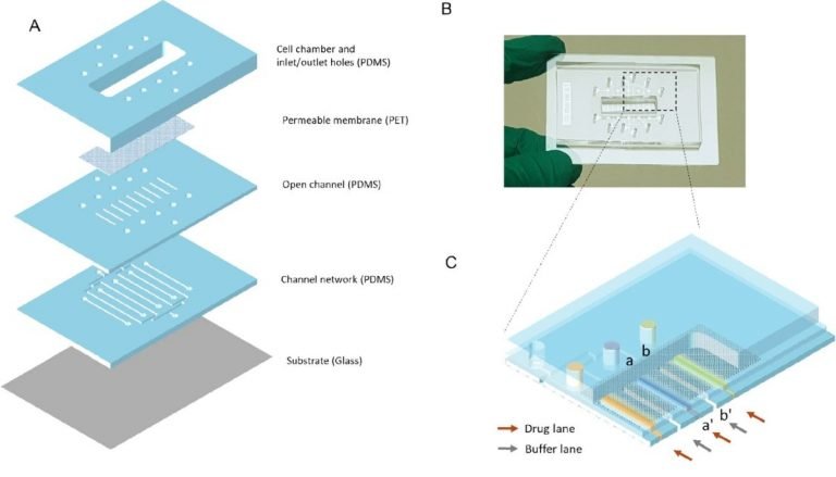 Microfluidic Chips on Multiplex Screening of Anticancer Drugs