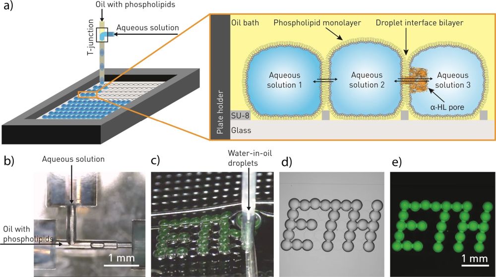 Microfluidics technology for investigating reaction cascades in ...