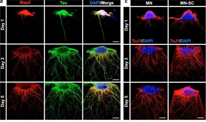 Physiologically relevant organ-on-a-chip platform for mimicking the ...