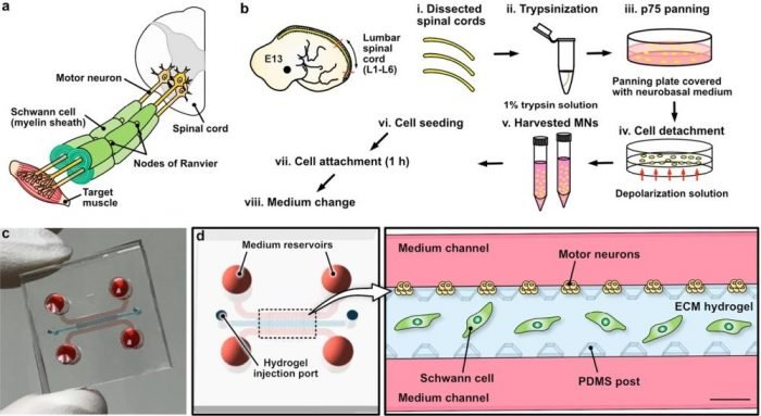 Physiologically relevant organ-on-a-chip platform for mimicking the ...