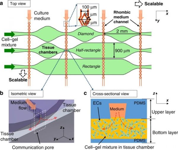 Modular Microfluidic Device for Large-Scale Vasculature