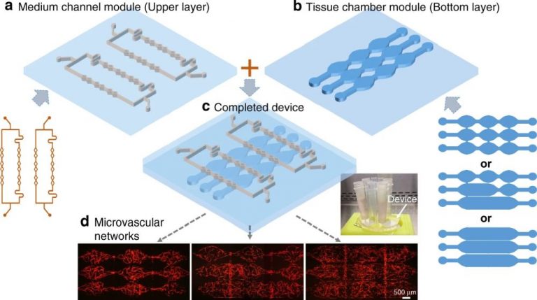 Modular Microfluidic Device for Large-Scale Vasculature