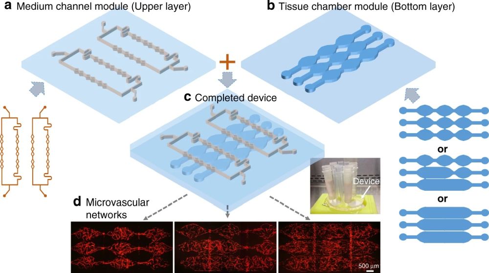 Modular Microfluidic Device for Large-Scale Vasculature