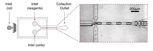 Droplet Microfluidic Single-cell Analysis | uFluidix Droplet Microfluidic Single-cell Analysis | uFluidix