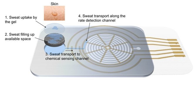 Microfluidic Patch: Analysis of Thermoregulatory Sweat At Rest