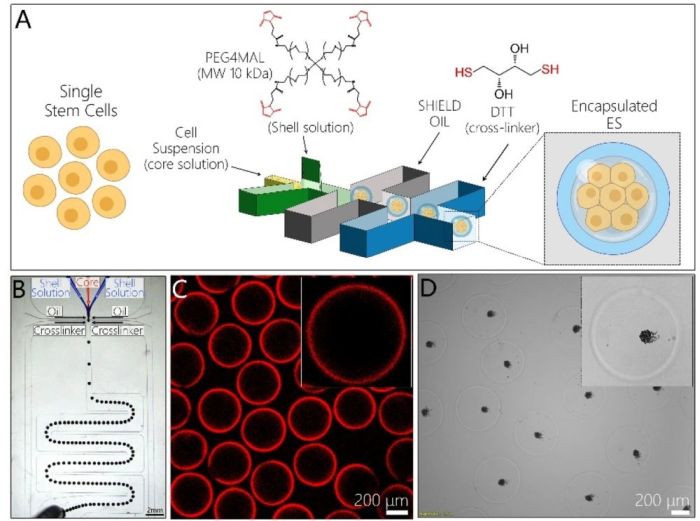 Microfluidic Workbench for On-site Enzymatic Reactions | uFluidix