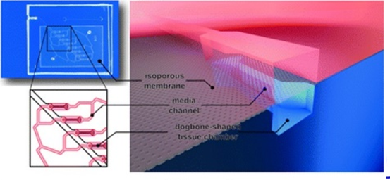 Heart on a chip- Review of Recent Microfluidics Research - uFluidix