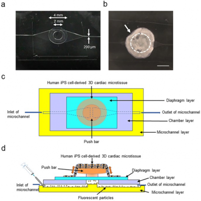 Heart on a chip- Review of Recent Microfluidics Research - uFluidix