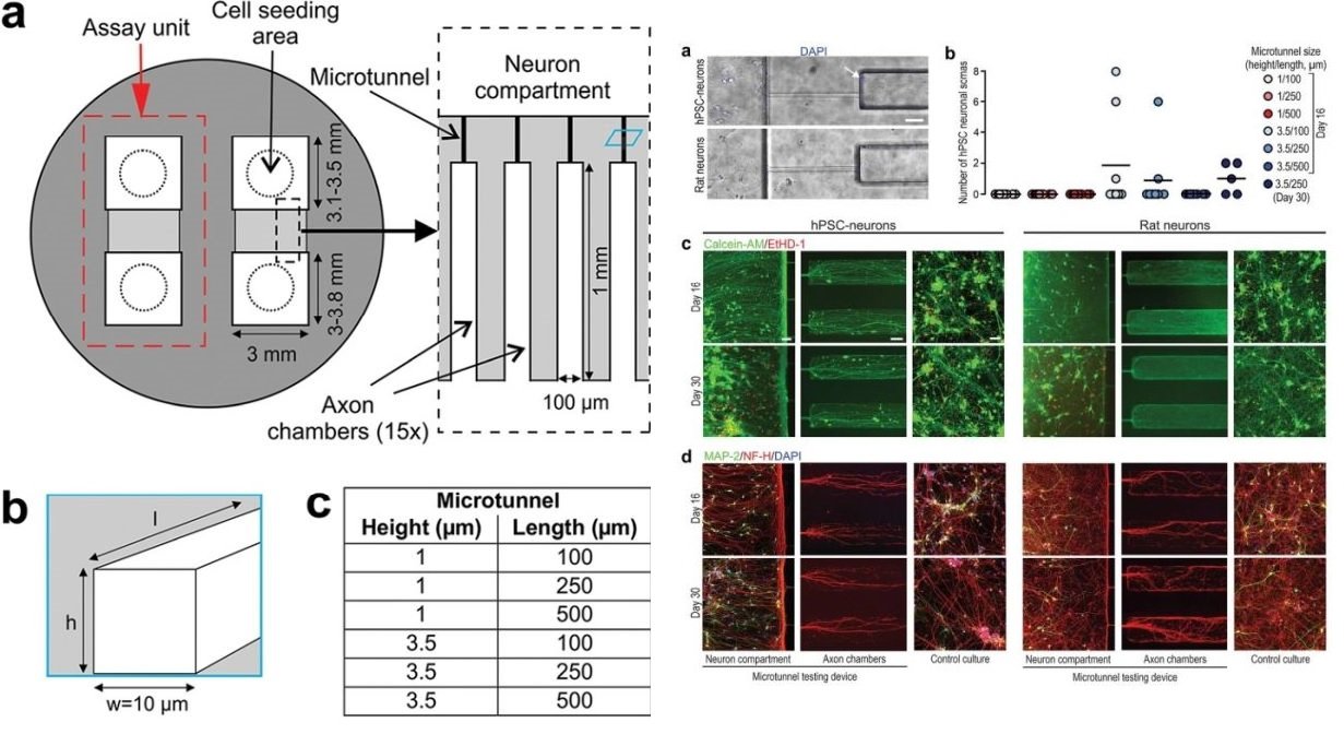 Microfluidic Device: Directional Axonal Growth | uFluidix