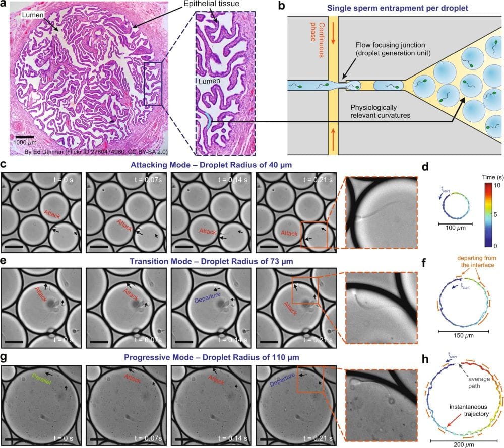 Microfluidic Single Cell Analysis Sperm Surface Interaction Ufluidix