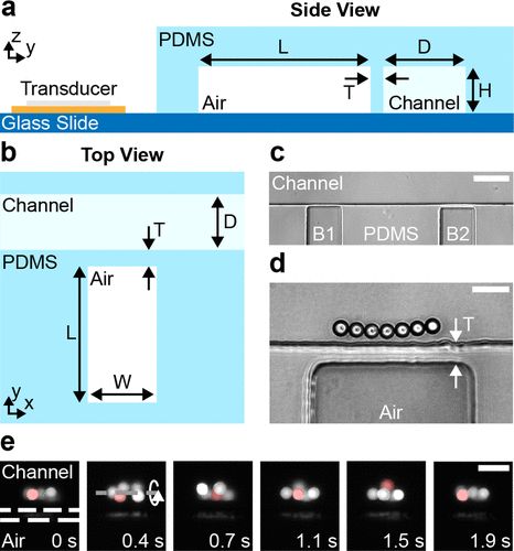 Microfluidics: Platform to Trap and Rotate Single Cells | uFluidix