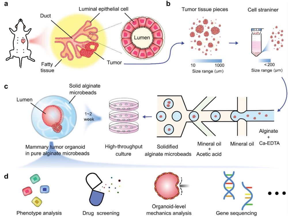 Droplet microfluidics for generation of tumor organoids | uFluidix