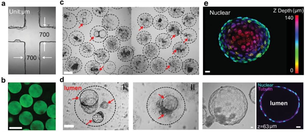 Droplet microfluidics for generation of tumor organoids | uFluidix