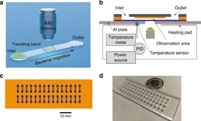 Microfluidic platform for studying the effect of inoculum size and ...