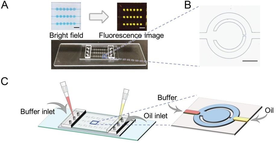 Microfluidic Platform for LAMP Amplification | uFluidix