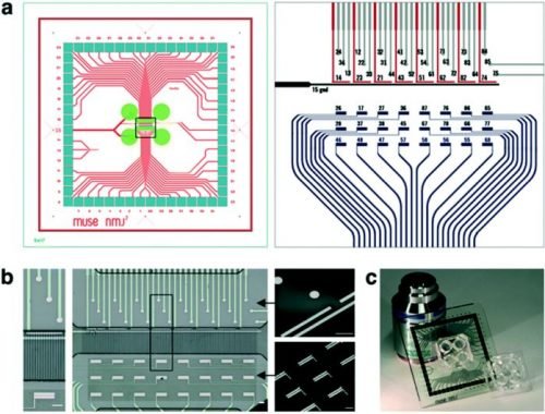 Microfluidic hNMJ chip for stimulating of neuromuscular junctions ...