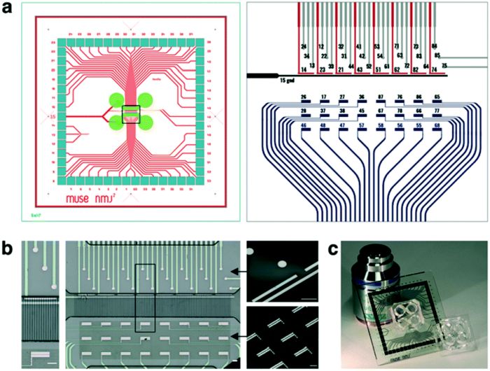 Microfluidic hNMJ chip for stimulating of neuromuscular junctions ...