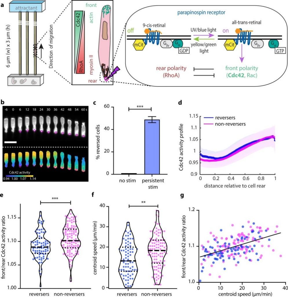 Microfluidics for studying the cell polarity | uFluidix