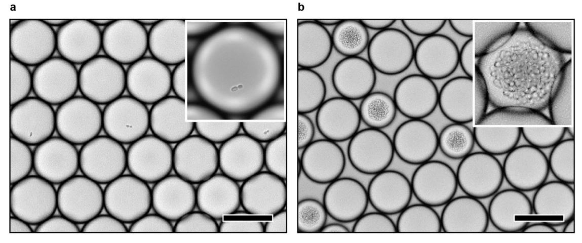 Droplet microfluidics enables sensing of product formation | uFluidix