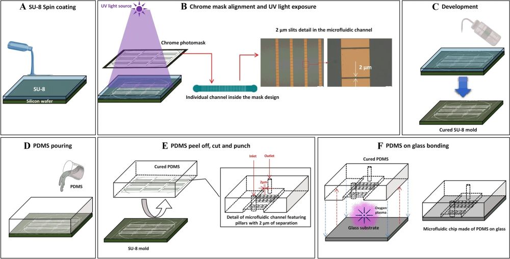 Microfluidic device mimics pitting of malaria parasites in the spleen ...
